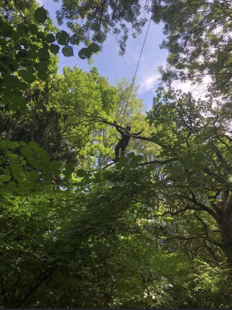 Castle Trees - Our Story - Tree Surgeons Edinburgh